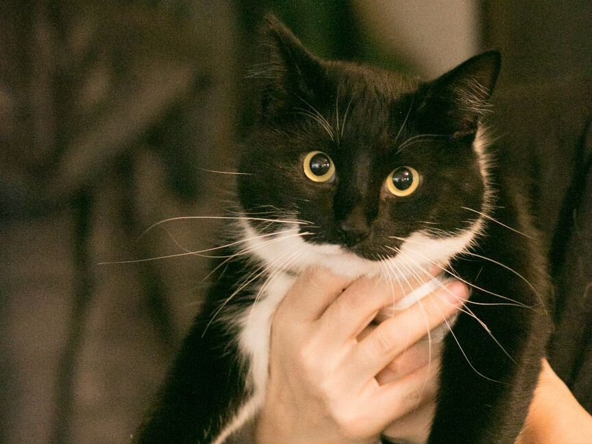 Кот Маркус
