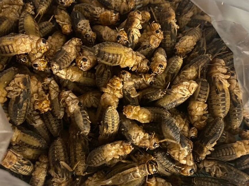 Сверчки банановые