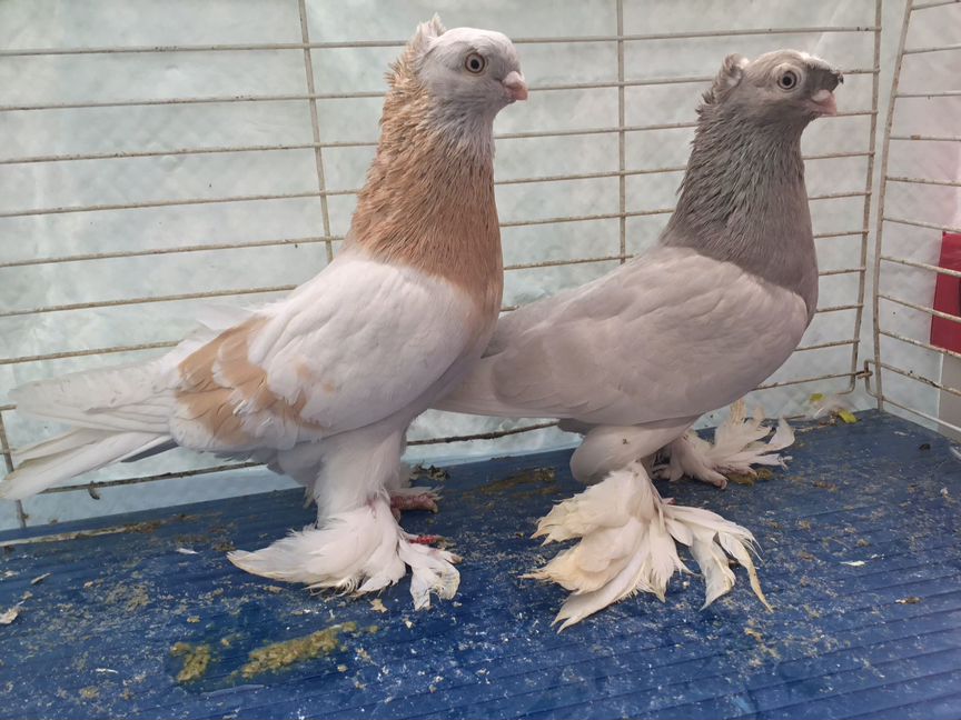 Голуби узбекские