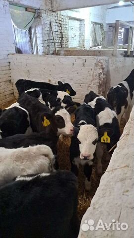 Бычки телята