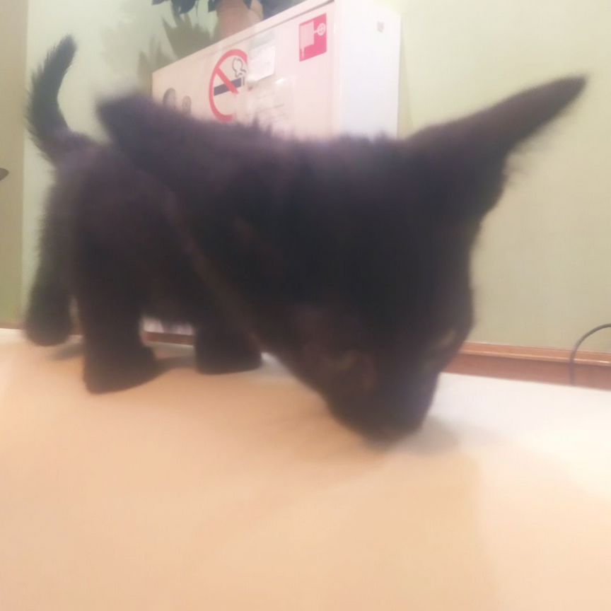 Ушастый котëнок