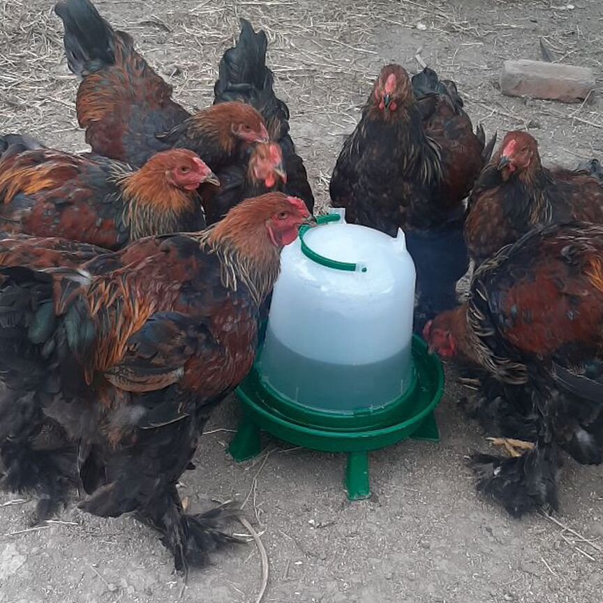 Молодые петухи