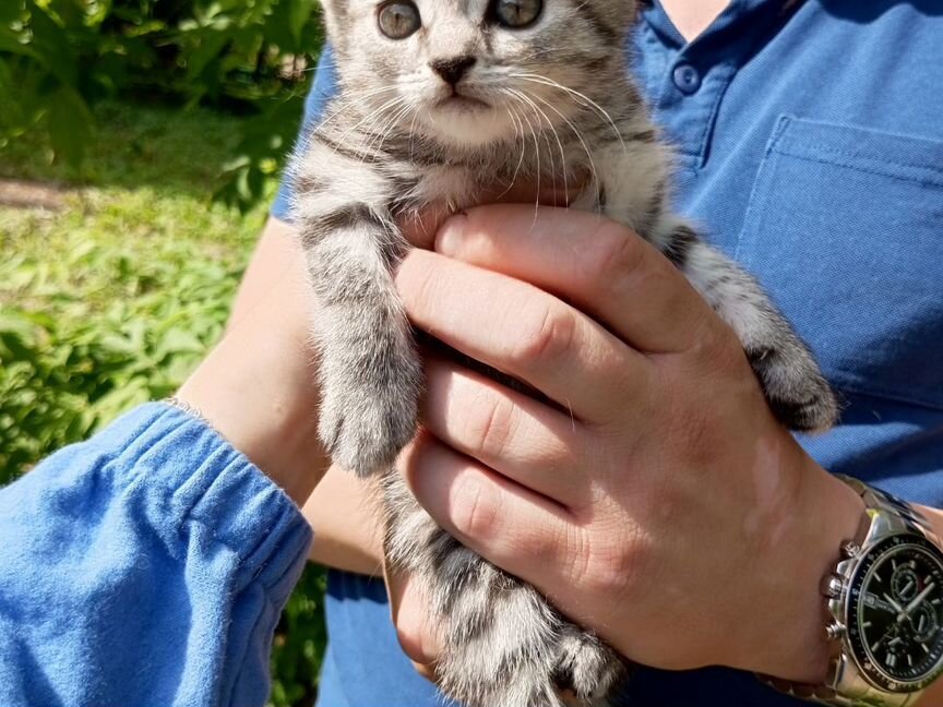 Вискас котенок Вислоухий