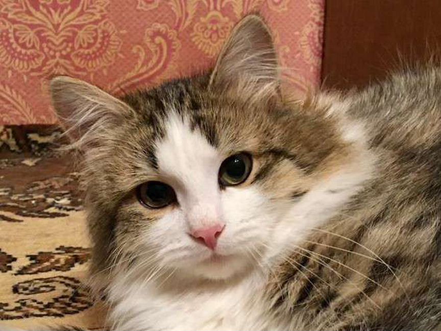 Котенок Плюшка., 5 месяцев