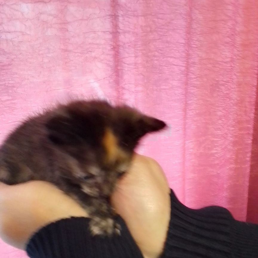 Отдам бесплатно