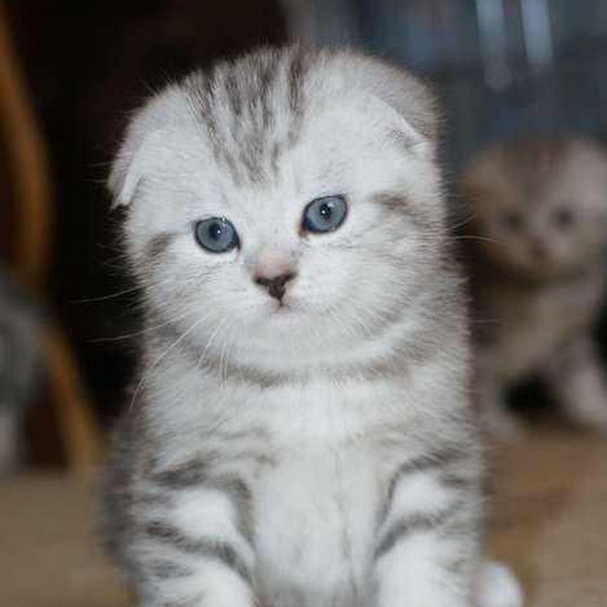 Шотландские вислоухие котята