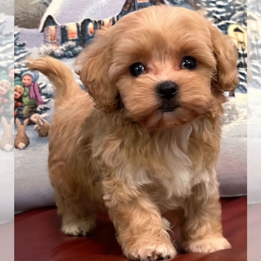 Мальтипу, щенок