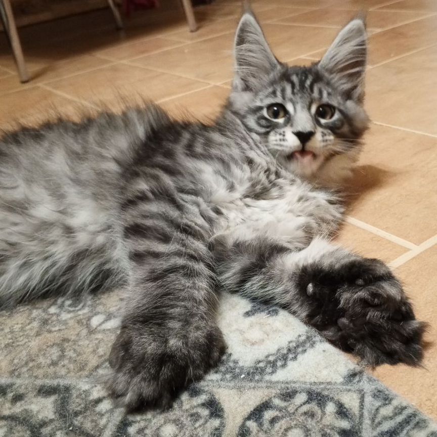 Мейн-кун котёнок