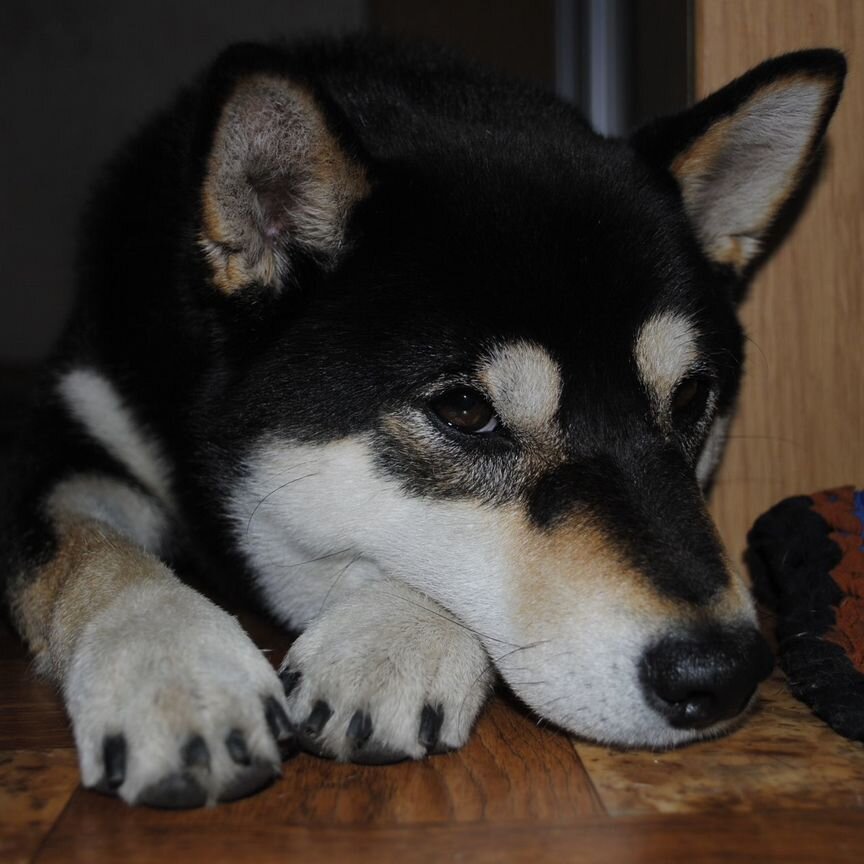 Сиба(шиба)ину ищет любов