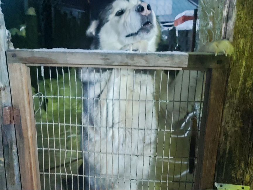 Отдам в хорошие руки собаку породы Маламут