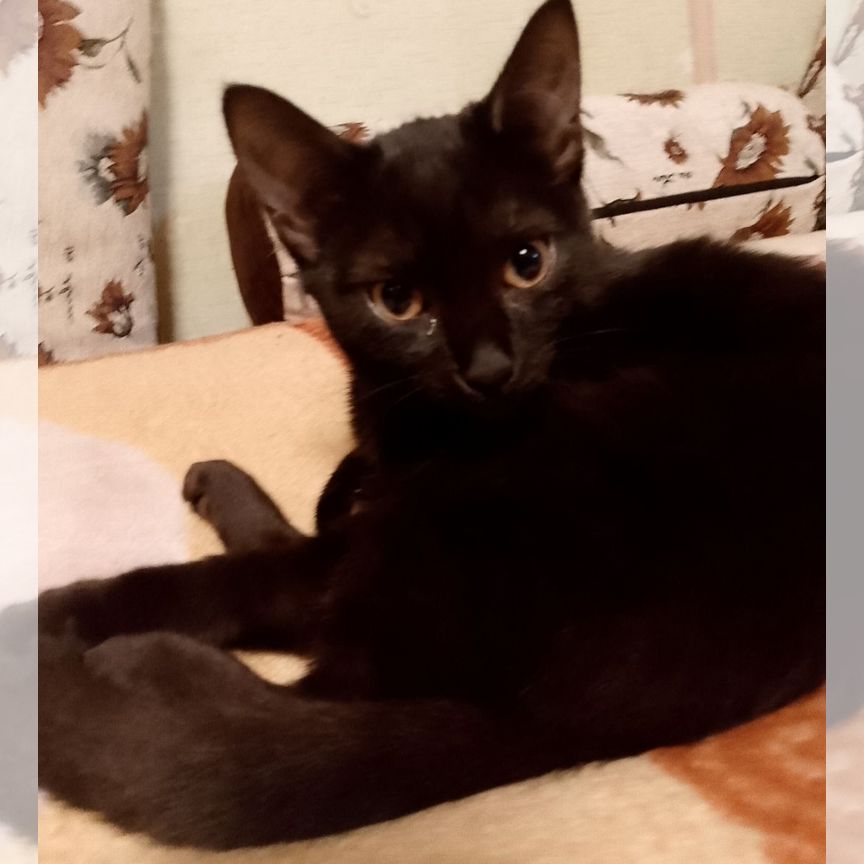 Котёнок в добрые руки