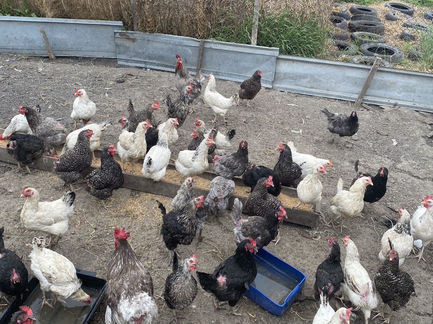 Куры несушки