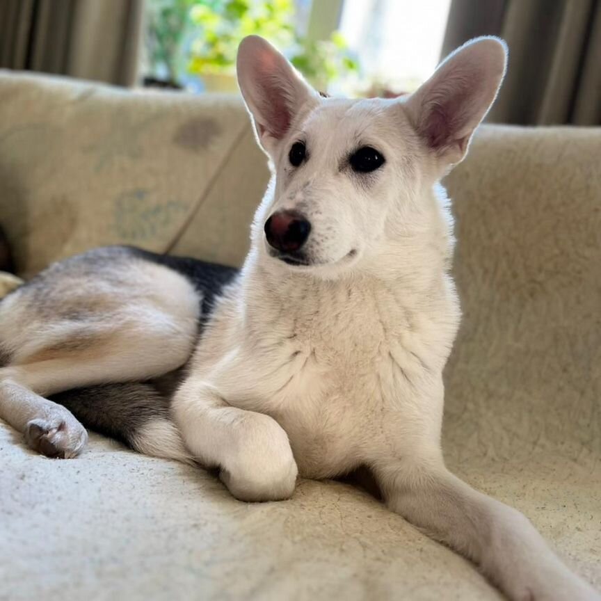 Молодая собака в семью