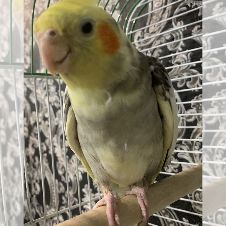 Попугай корелла с клеткой