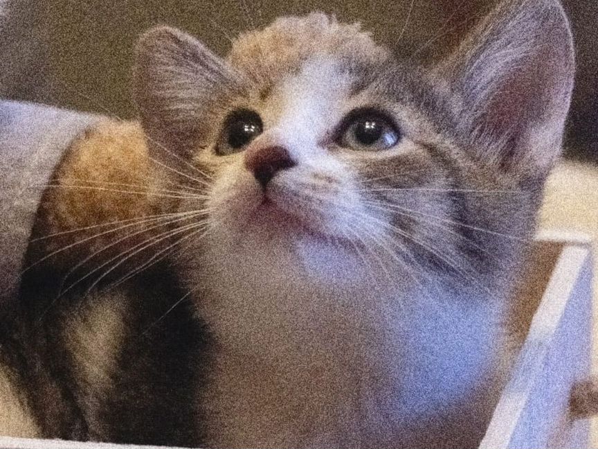 Котёнок, милая крошка Алиса, в добрые руки
