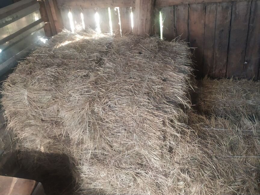 Сено в кипах луговое