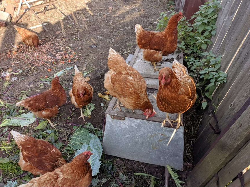 Куры несушки оптом