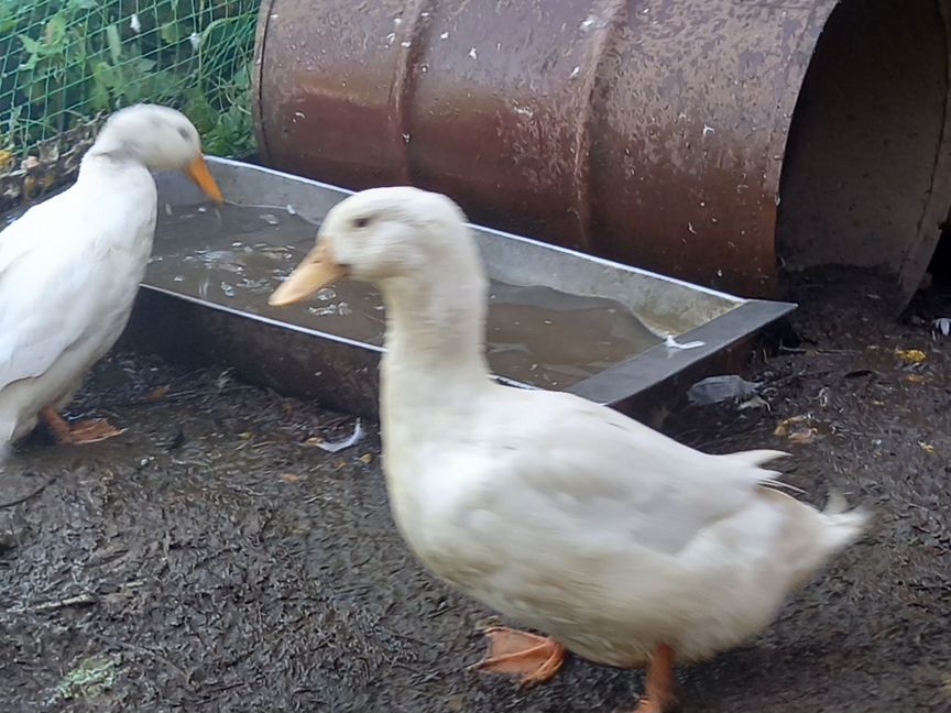 Утки Стар-53