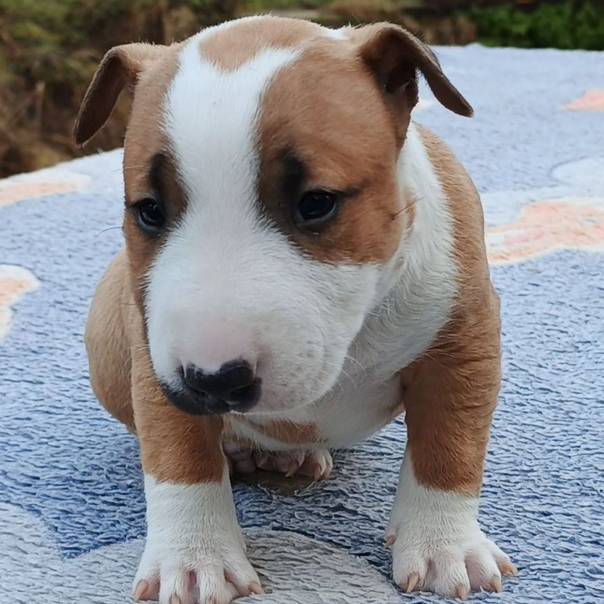 Мини-бультерьер, щенок