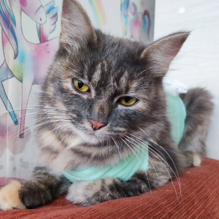 Взрослая, Девочка кошка в добрые руки