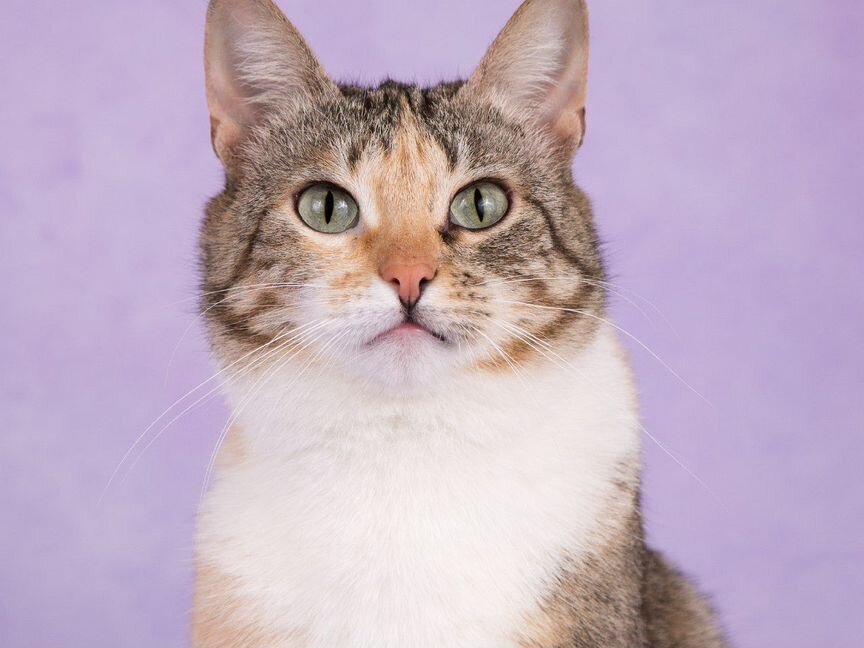 Кошка Ева ждет уже 2 года