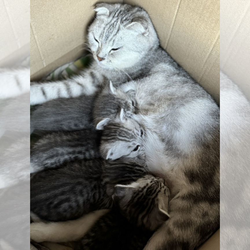 Шотландская