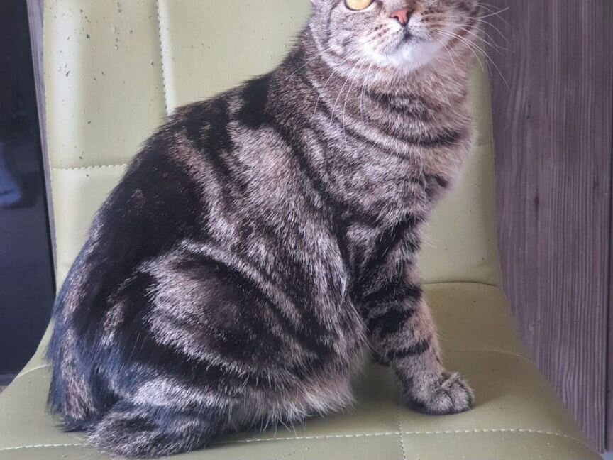 Кошечка в добрые руки