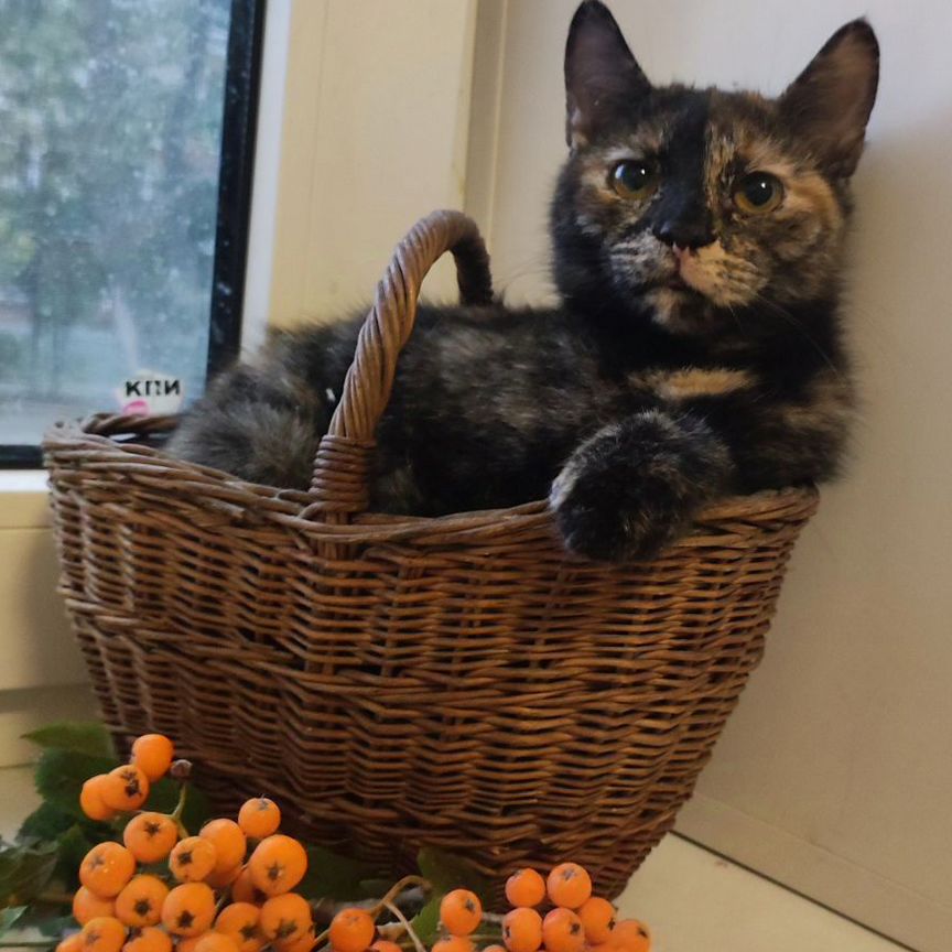 Котёнок полубританец