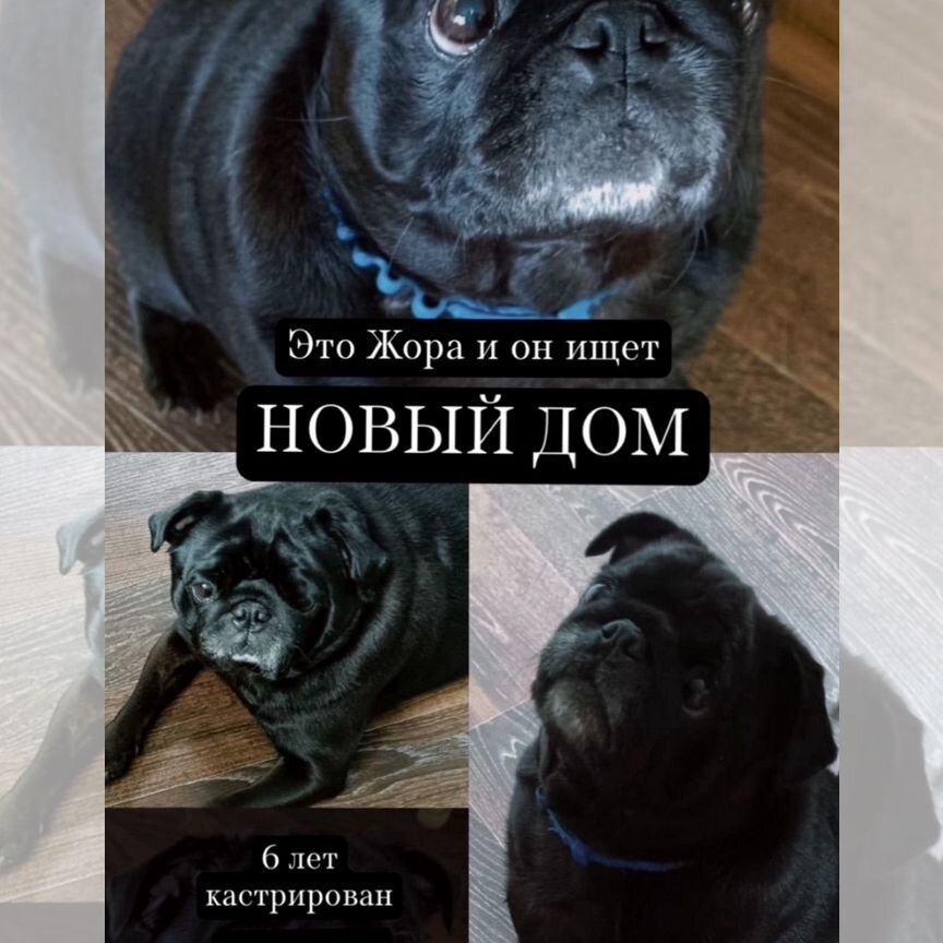 Мопс, взрослый пёс