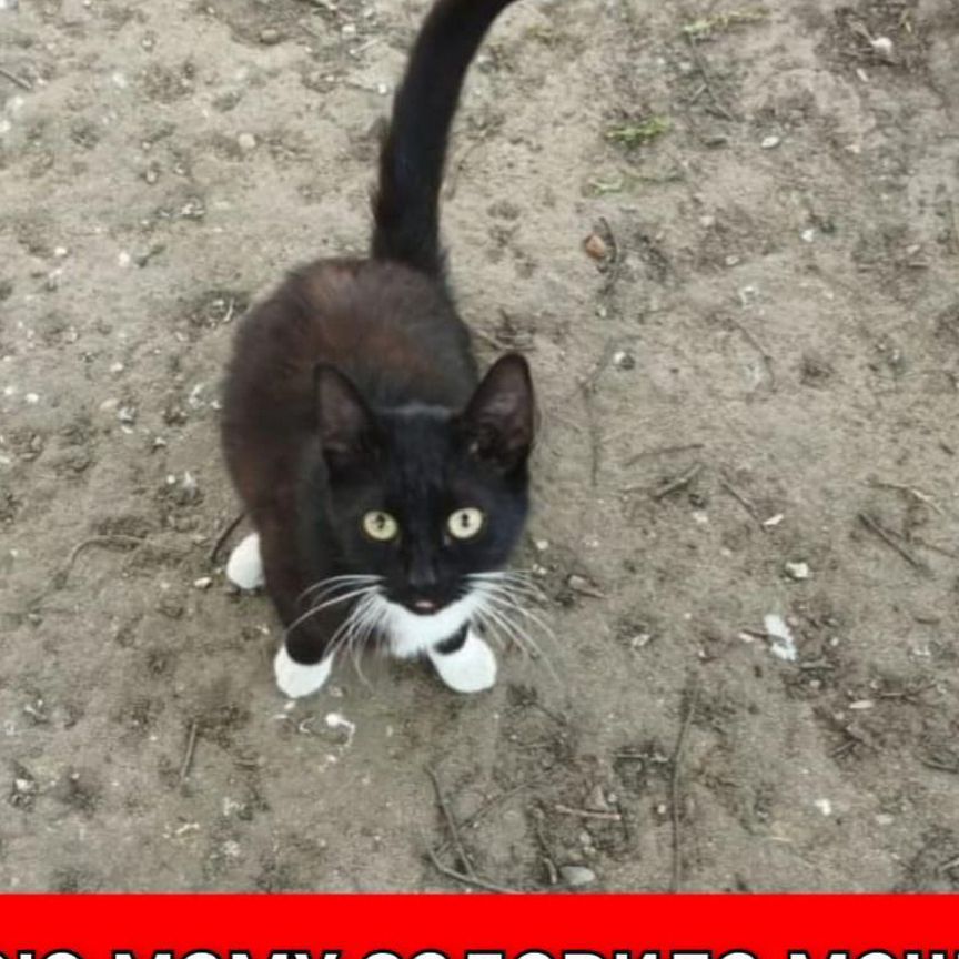 Котёнок в добрые руки