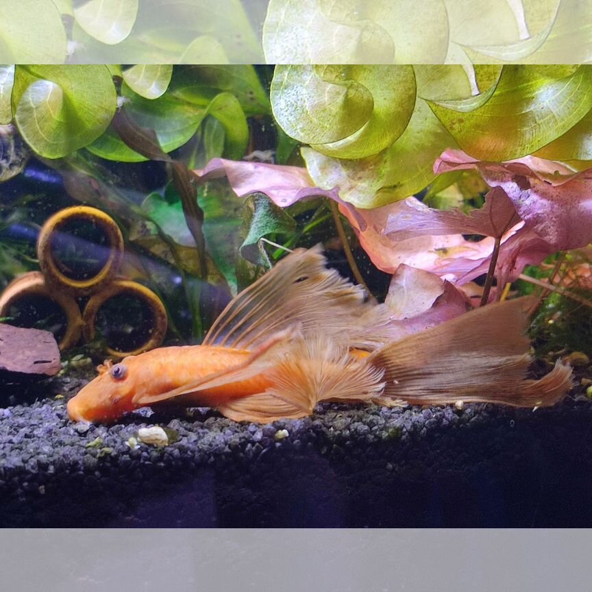 Анциструс super red