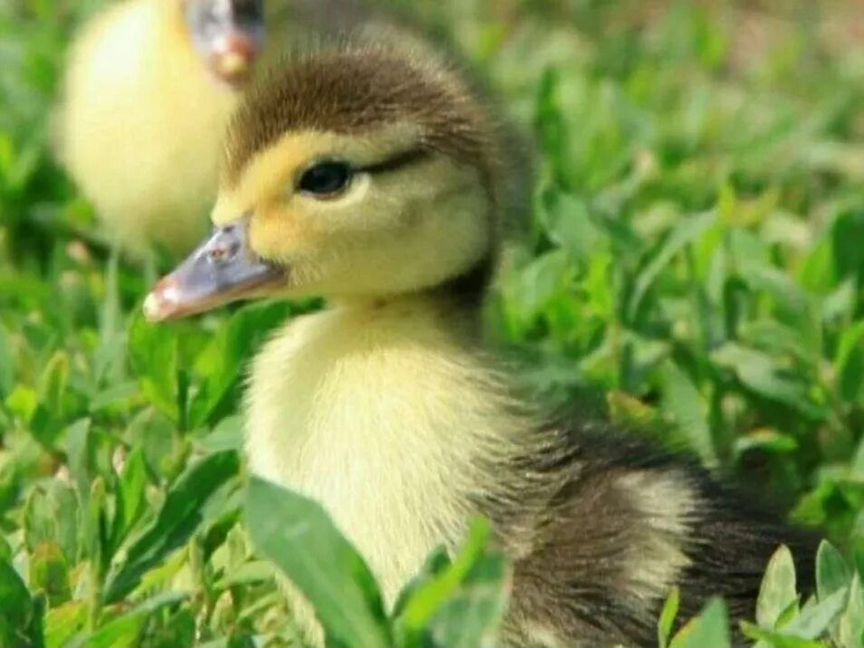 Индоутята недельные