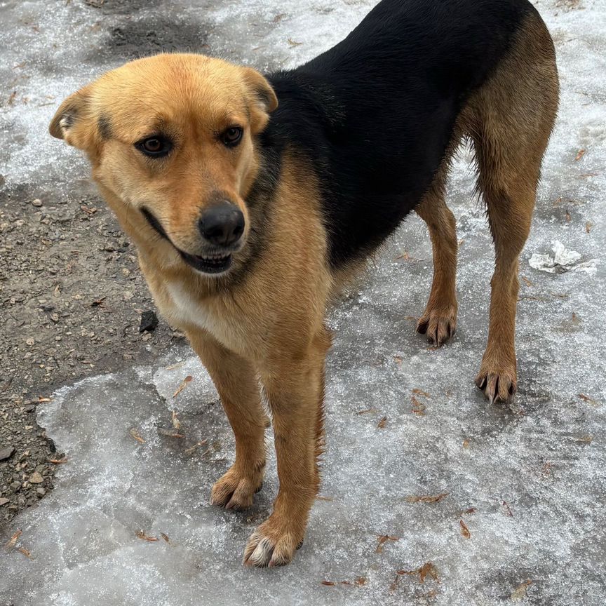 Мышка, 3 года