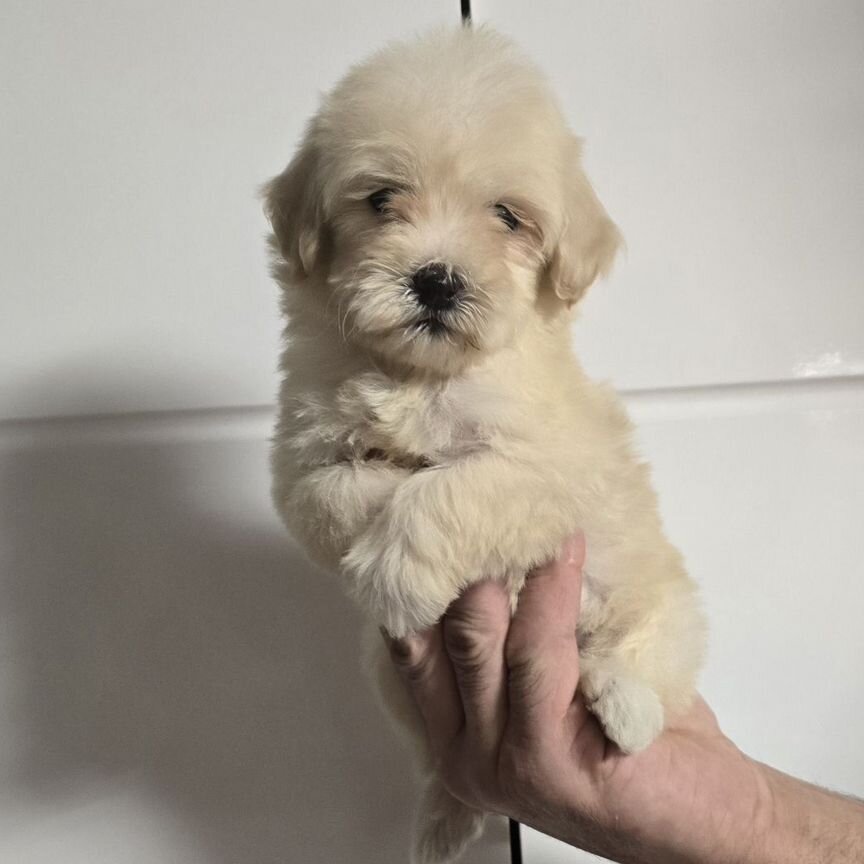 Мальтипу, щенок