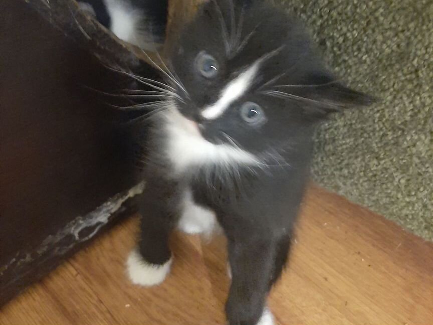 Котятки в добрые руки