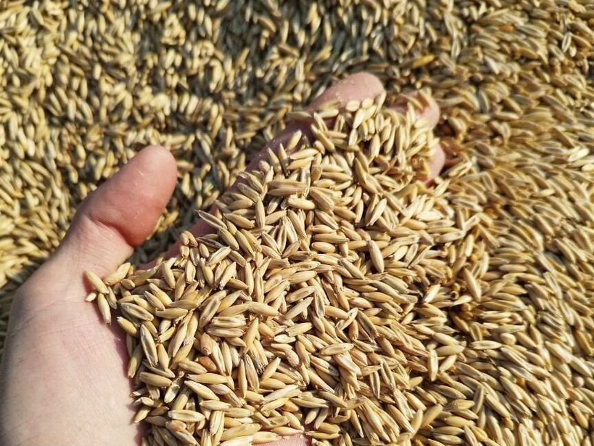 Семечко, Кормовая пшеница на корм