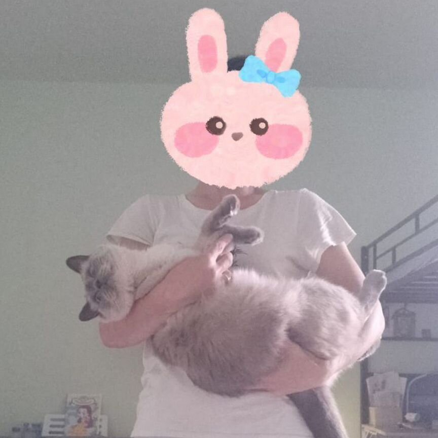Кот тайский взрослый