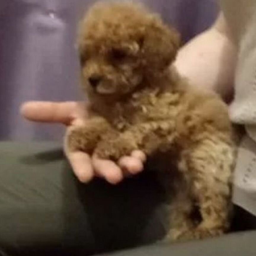 Мальтипу ф2 мальчик мини