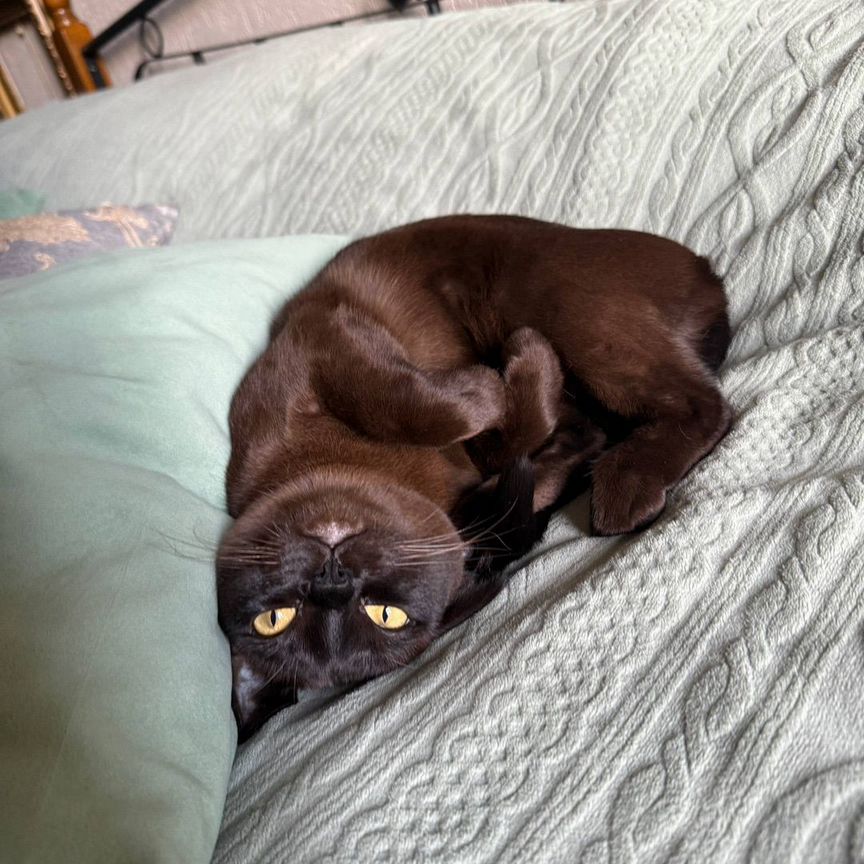 Европейская бурманская, взрослая кошка