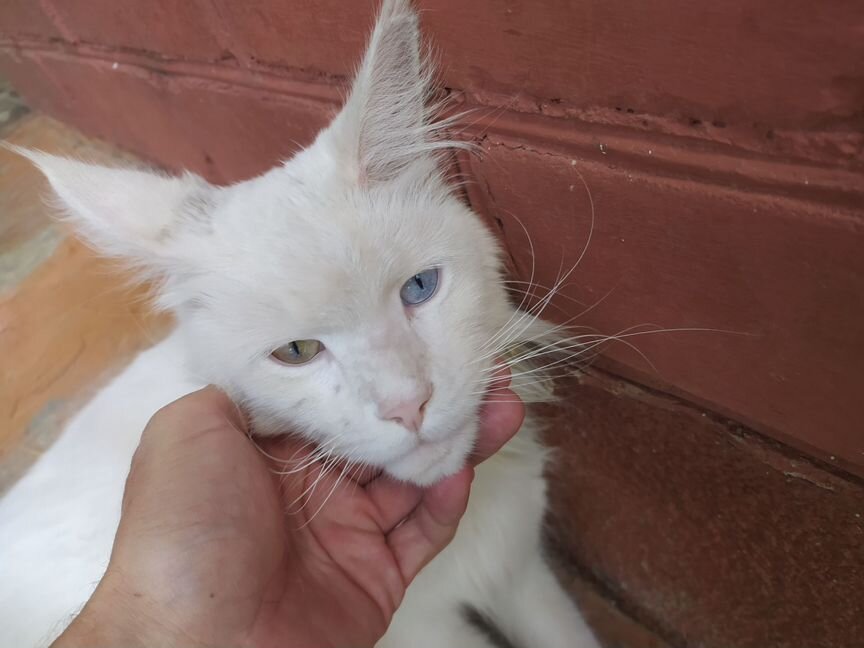 Кот мейн-кун, ищет дом