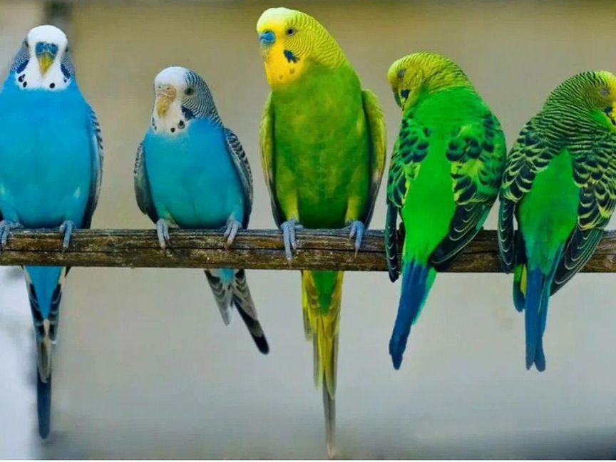 Волнистый попугай