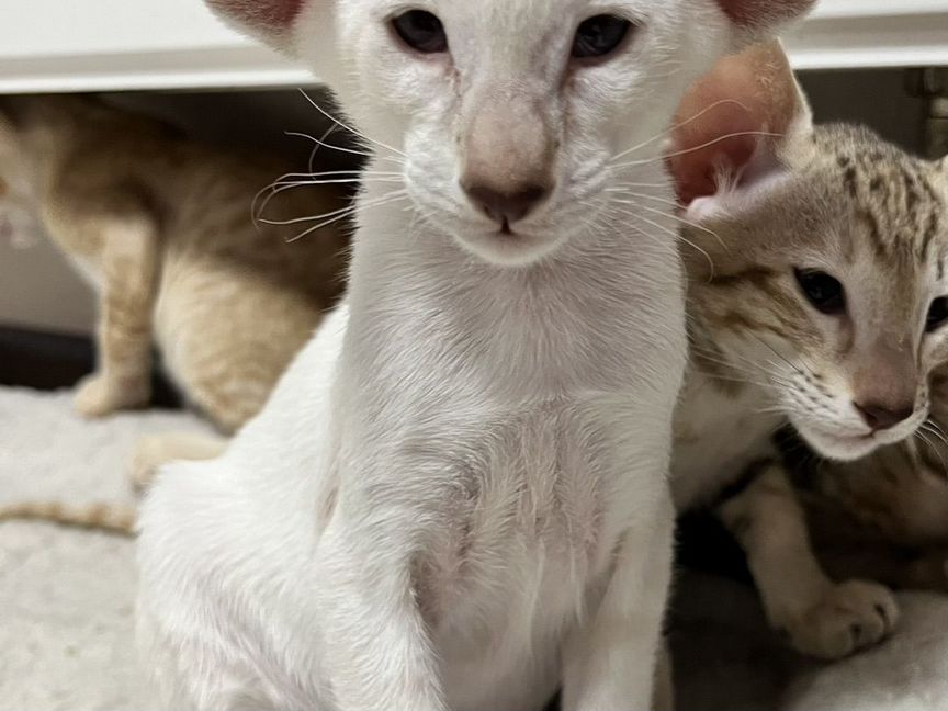 Ориентальный котенок. Кот