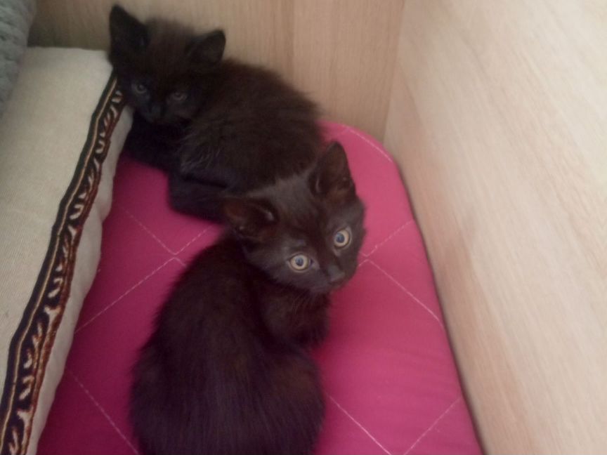 Котятки. Доставка по Михайловску