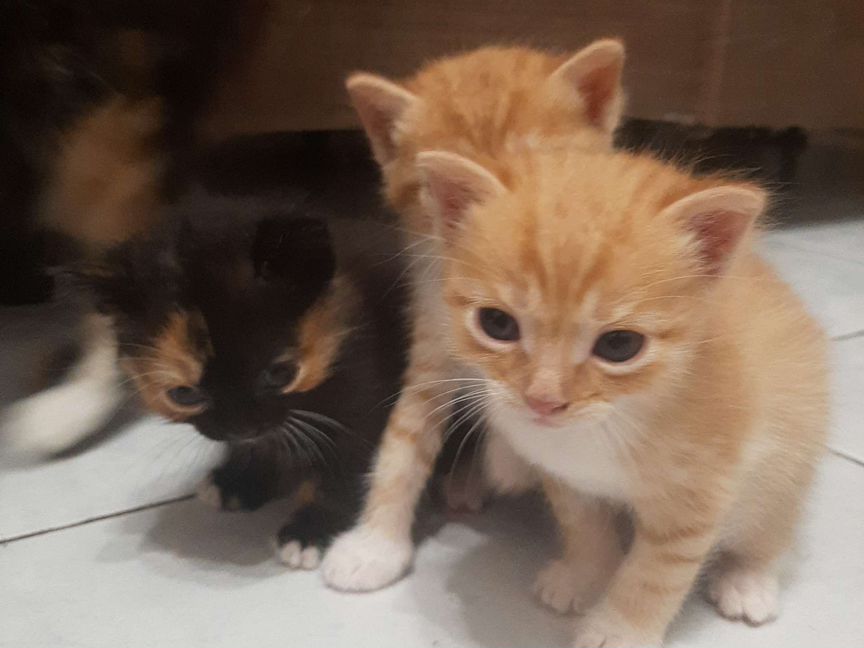 Британские котята