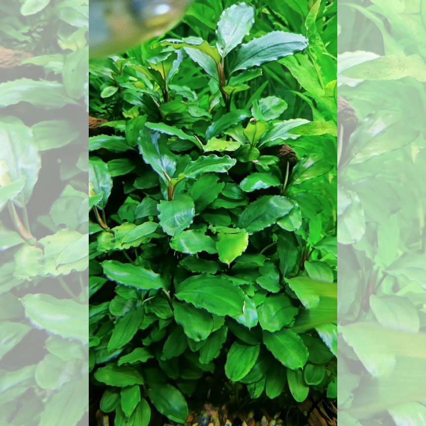 Буцефаландры -аквариумные растения