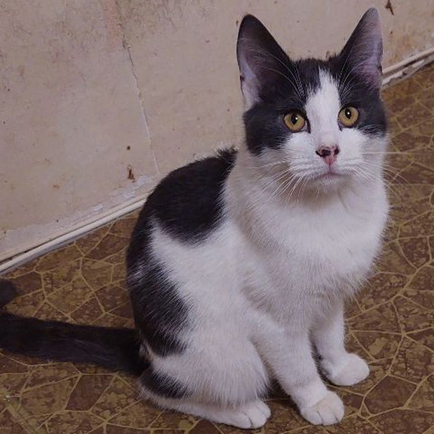 Котенок молодой подросток в добрые руки