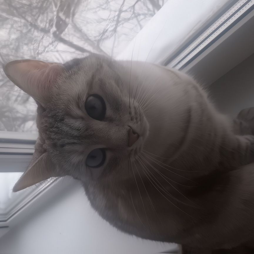 Взрослая, Девочка кошка в добрые руки