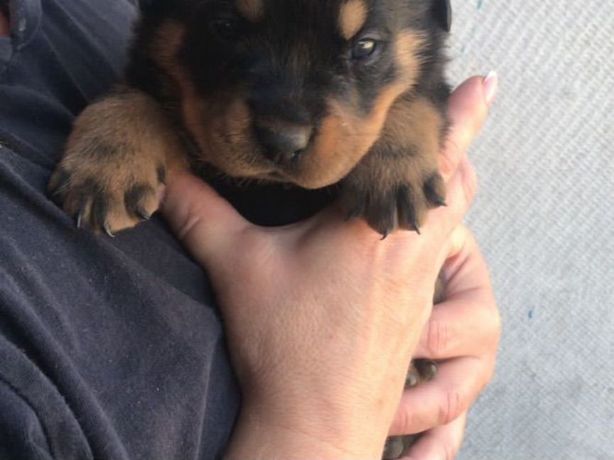 Щенки ротвейлера продажа