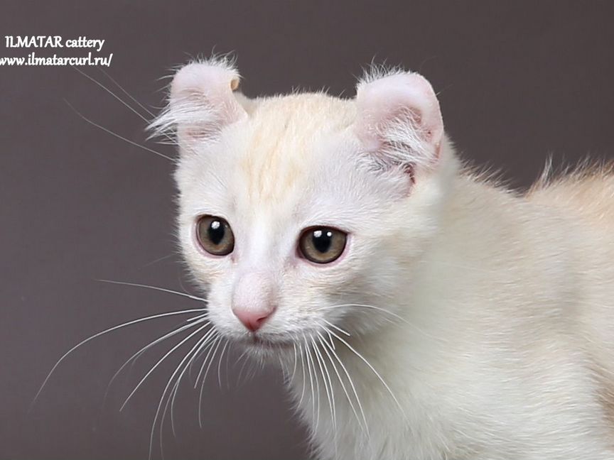 Американский керл котята