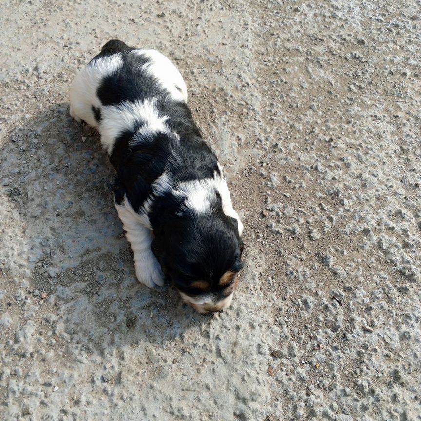 Русский спаниель